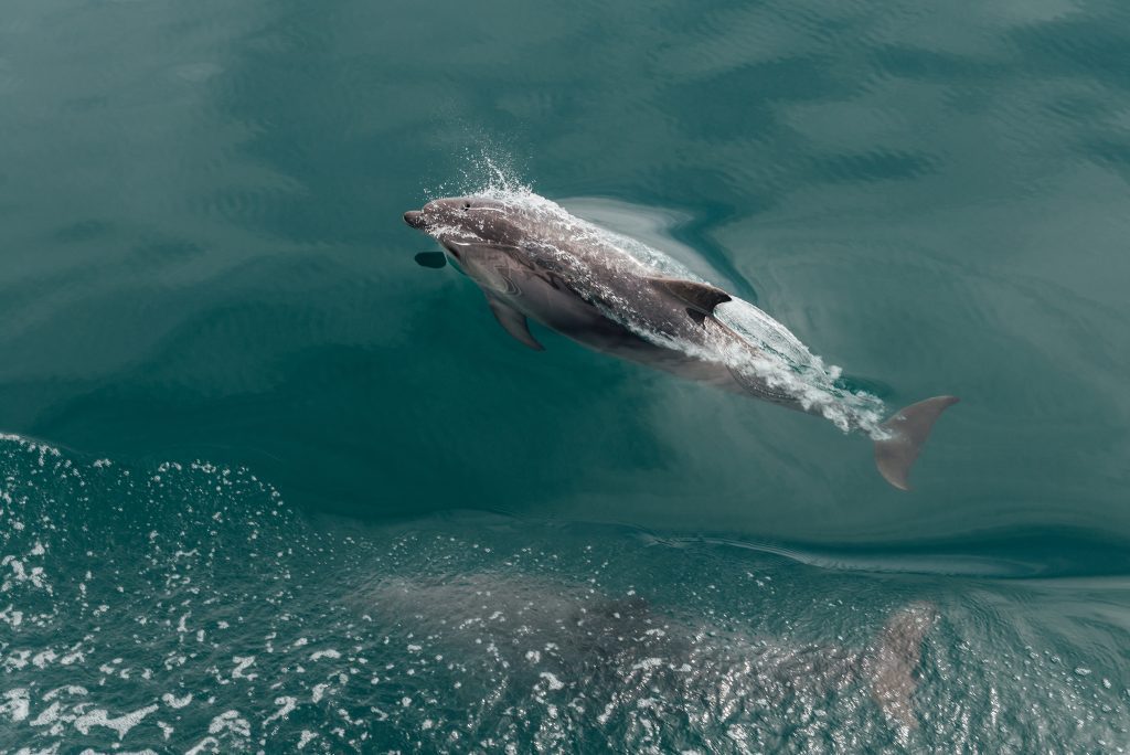 Fast Dolphin in the Wildlife Sea - D.J. Green | Geologist Writer